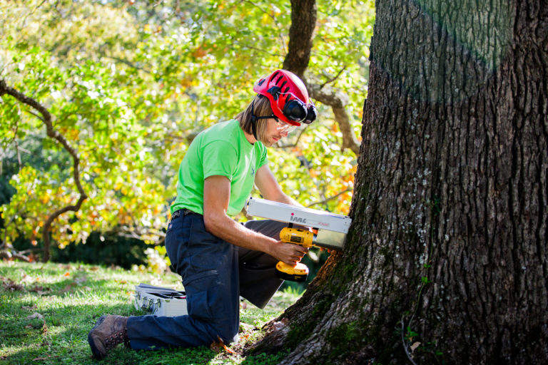 Tree Evaluations - Tree Climbers Tree Services